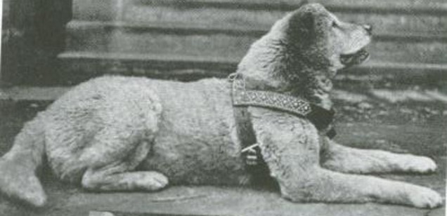 Breed History – JAPANESE AKITA INU CLUB